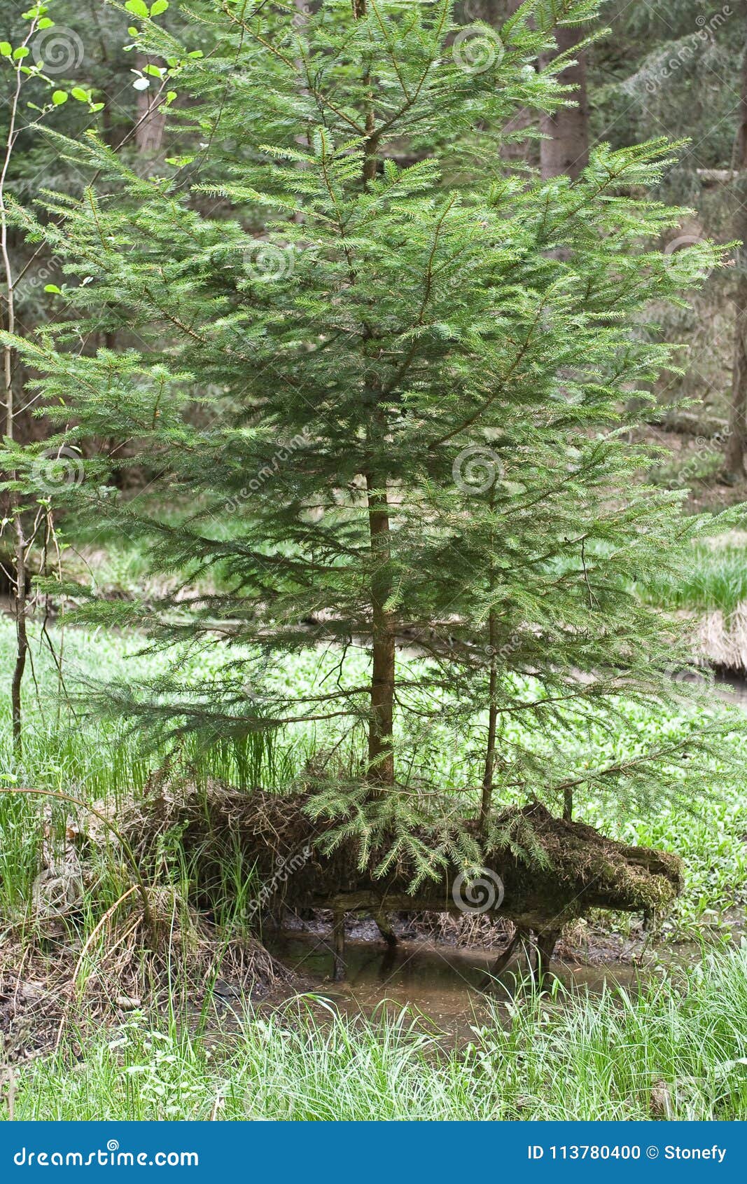 Small Green Tree in Nature. Stock Photo - Image of mossy, mist: 113780400