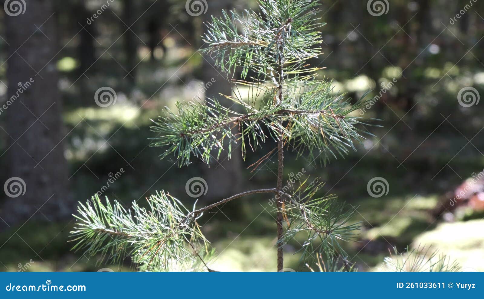 Small pine tree stock video. Video of detail, focus - 261033611