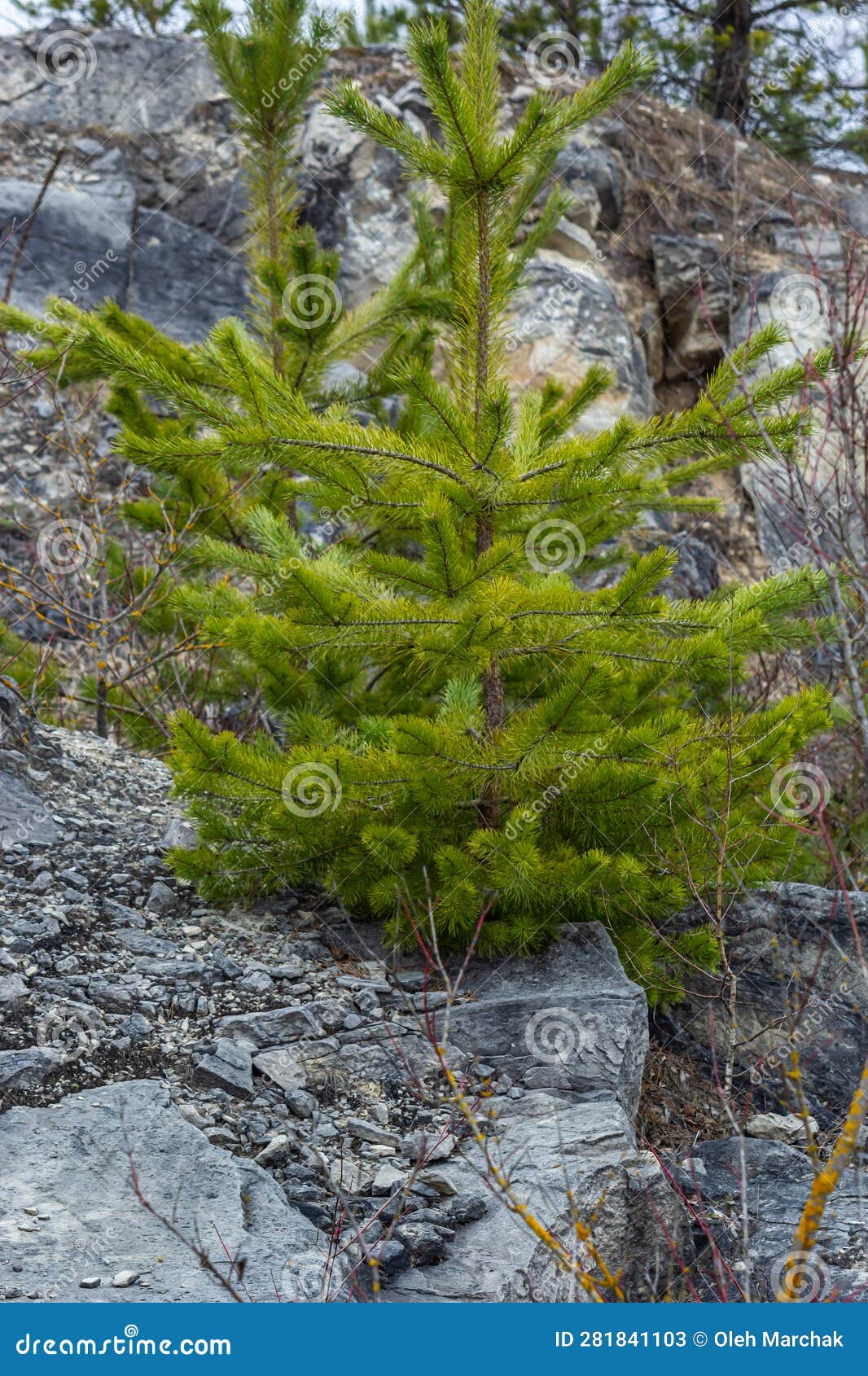 Small Pine Tree. Small Green Spruce Grows on a Stone Against the ...