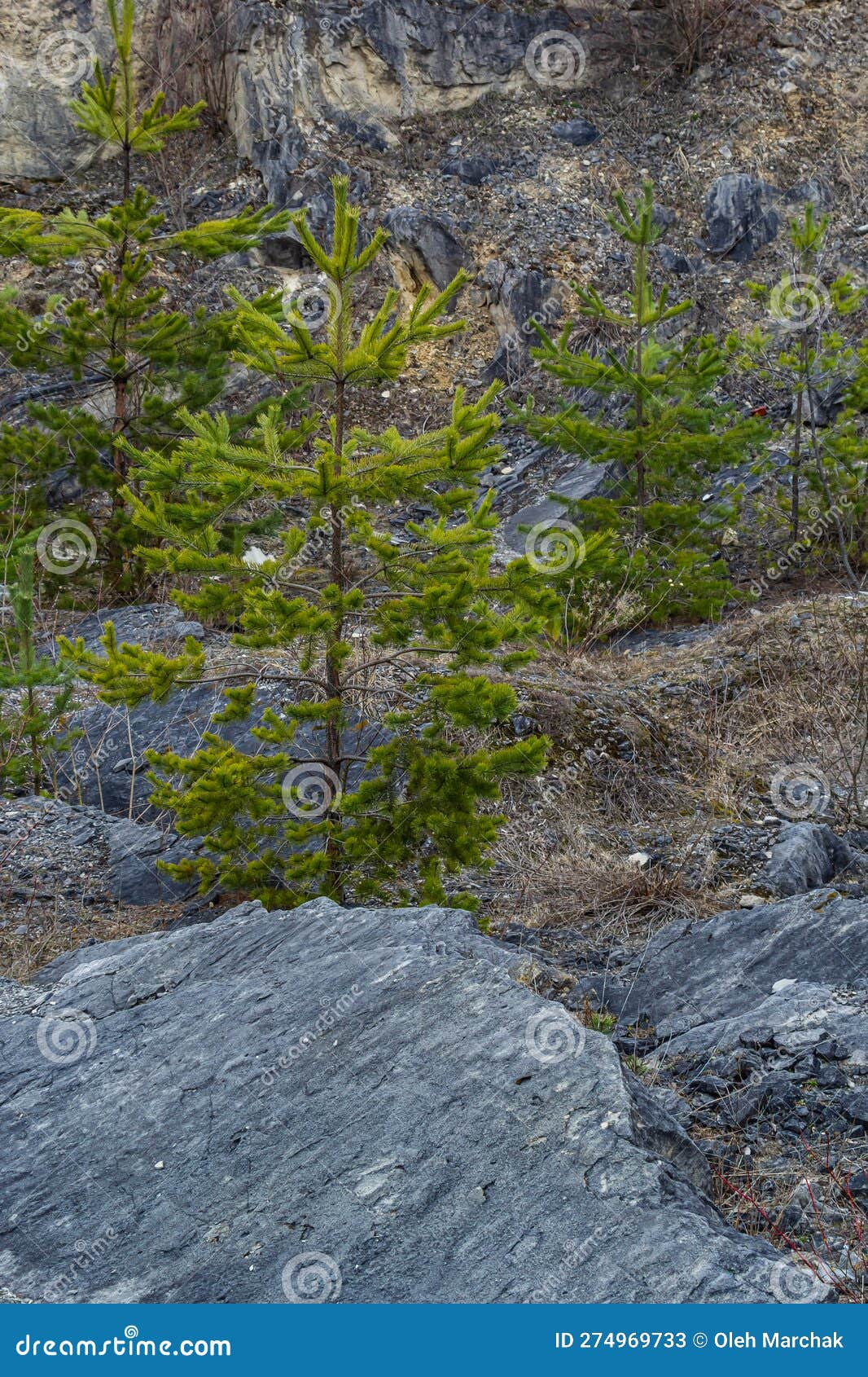 Small Pine Tree. Small Green Spruce Grows on a Stone Against the ...