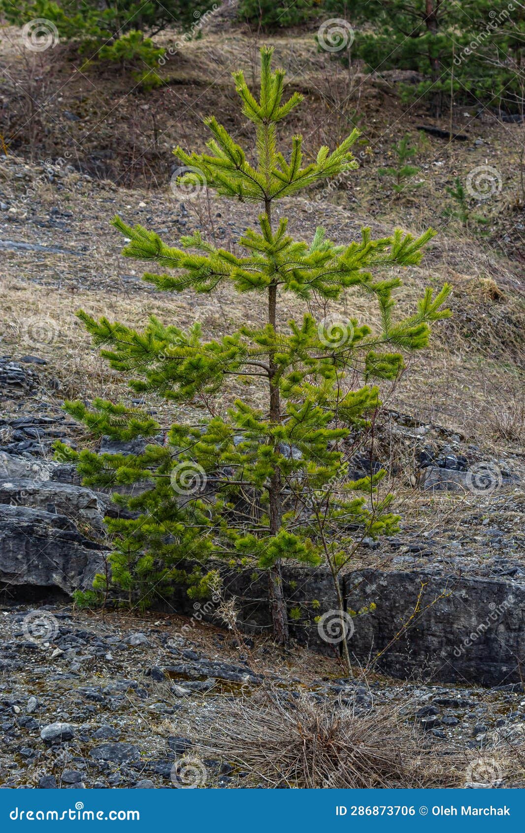 Small Pine Tree. Small Green Spruce Grows on a Stone Against the ...