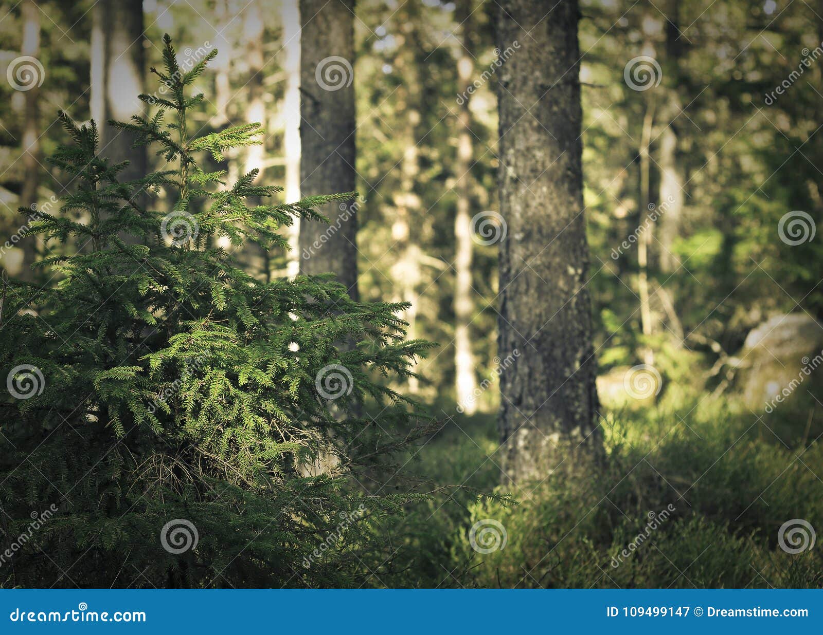Small Pine Tree stock image. Image of birch, pine, liten - 109499147