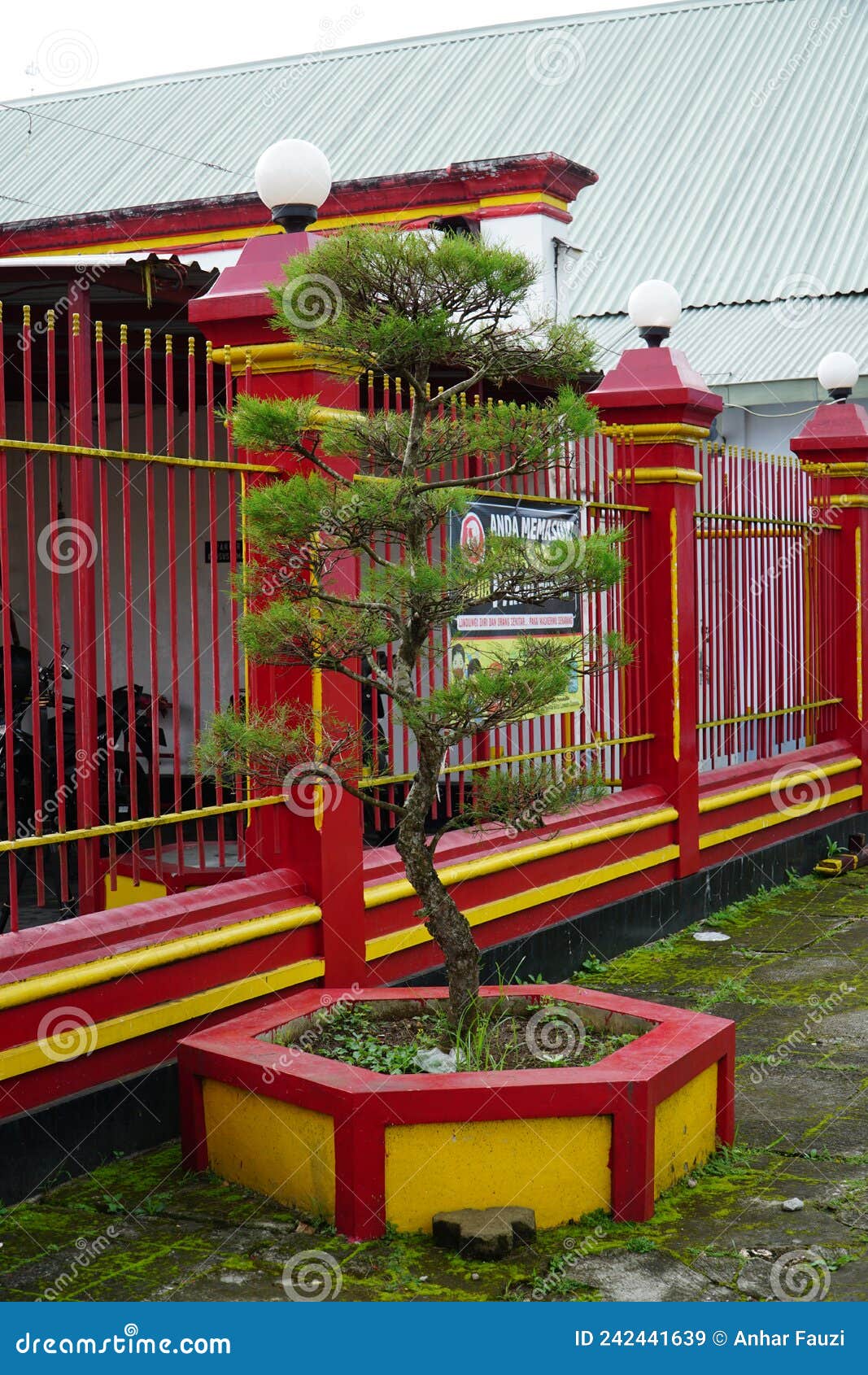 A small pine tree editorial stock image. Image of leisure - 242441639