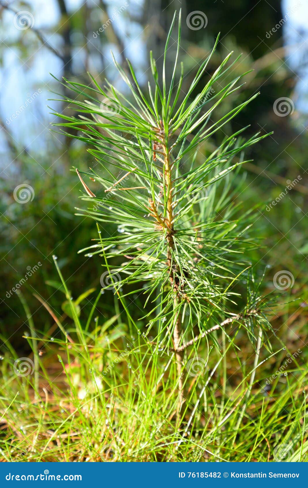 Small pine tree. stock photo. Image of green, natural - 76185482