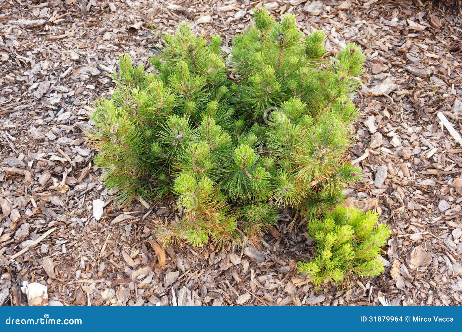 Small pine stock photo. Image of small, pine, natural - 31879964