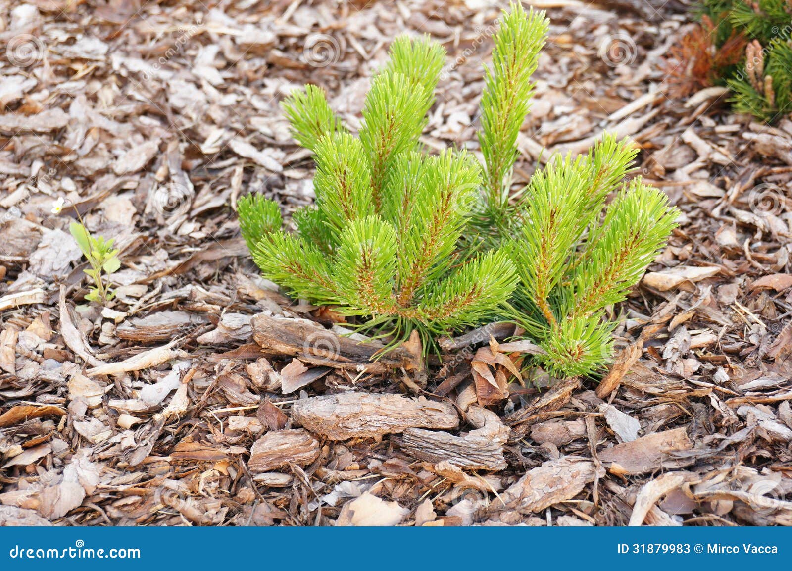 Small pine stock image. Image of subshrub, sunlight, vegetation - 31879983