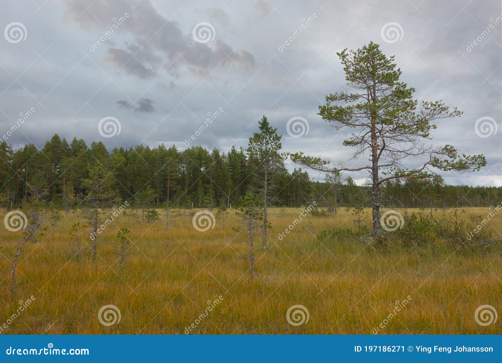 Small Pine Tree in Swamp Area Stock Image - Image of scandinavia, marsh ...