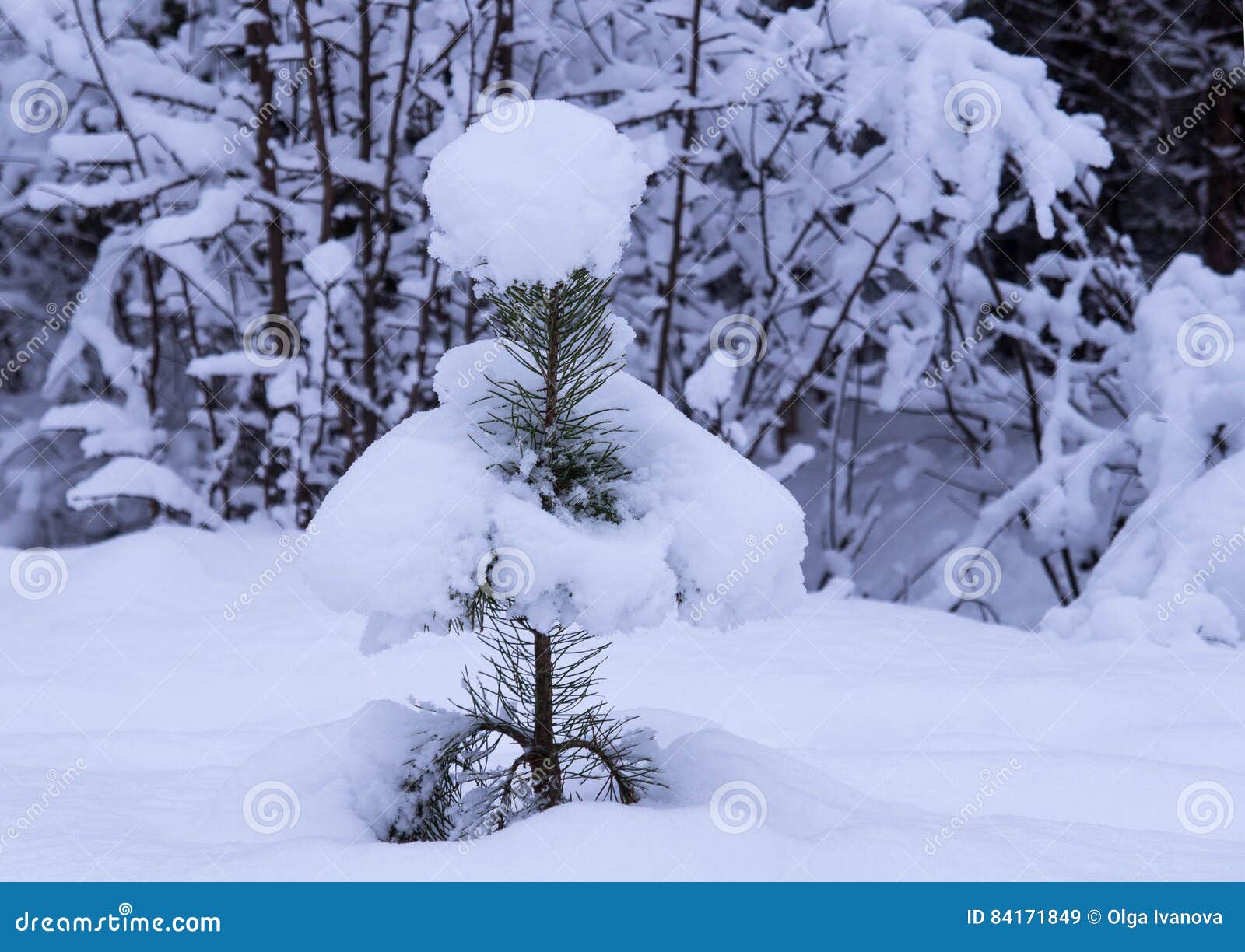 Small pine-tree under snow stock image. Image of forest - 84171849
