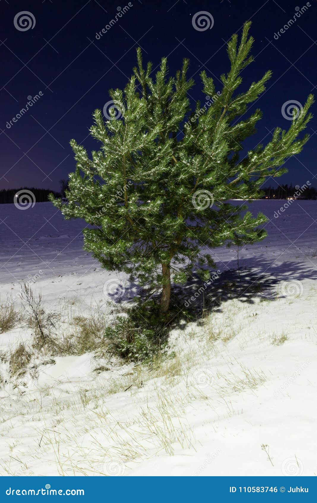 Small Pine Tree at Winter Night Stock Photo - Image of light, cold ...