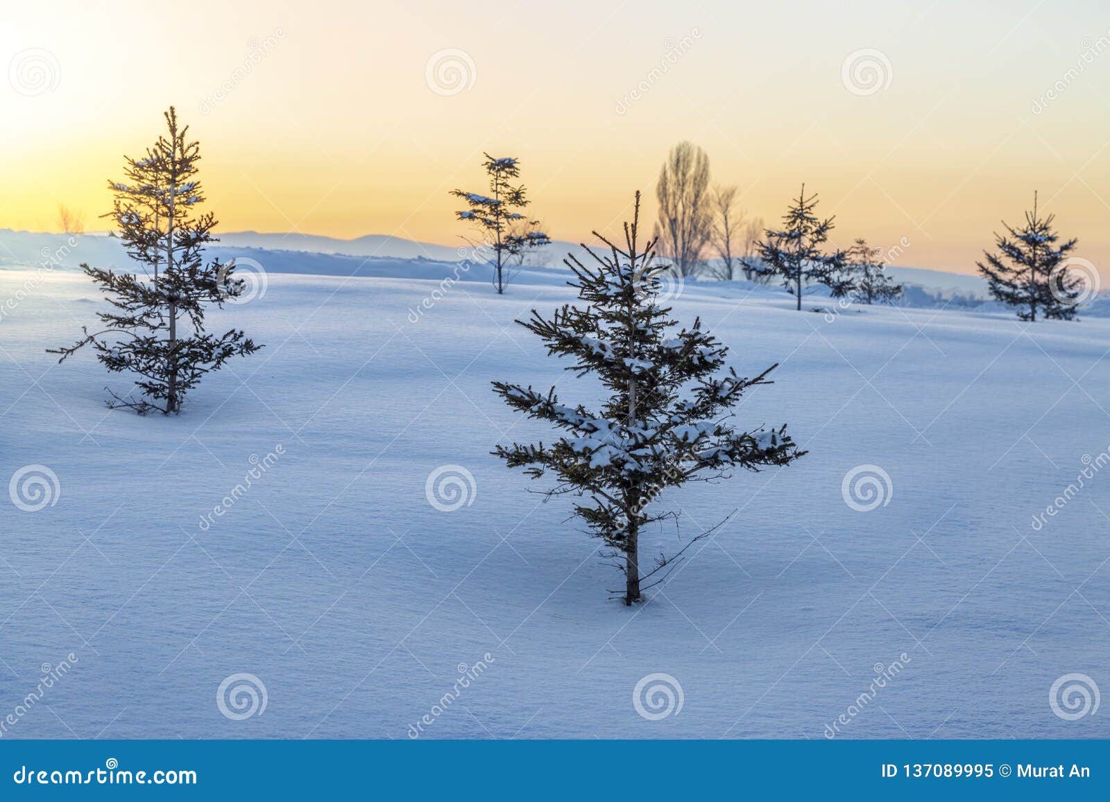 Small Pine Trees Covered with Snow during Sunset Stock Image - Image of ...