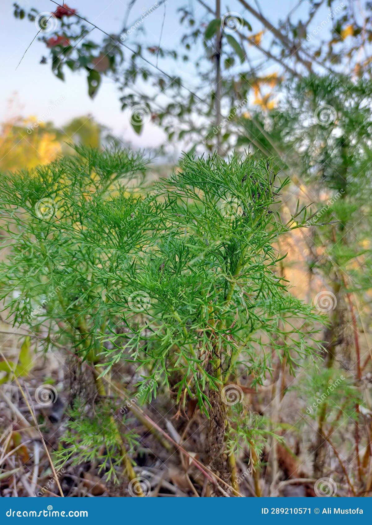 Small Pine Trees with Dense Green Leaves Stock Image - Image of flower ...