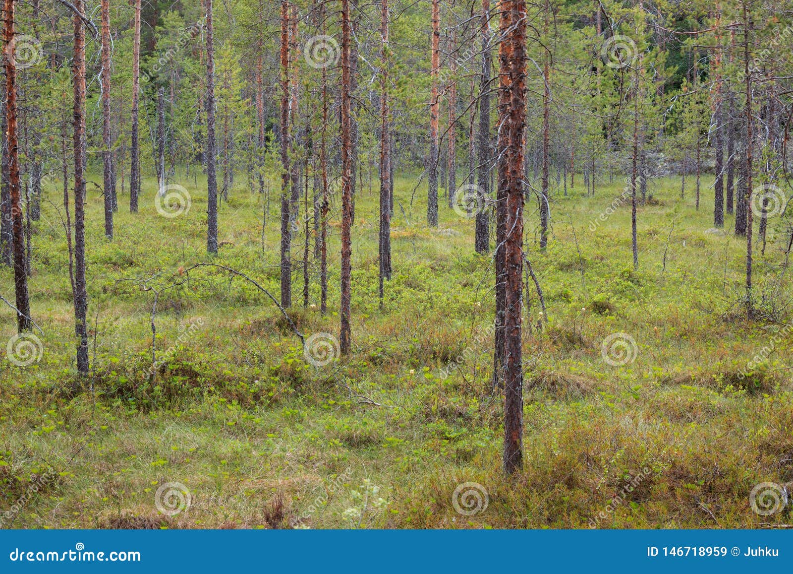 Small Pine Trees in the Forest Stock Image - Image of season, pine ...