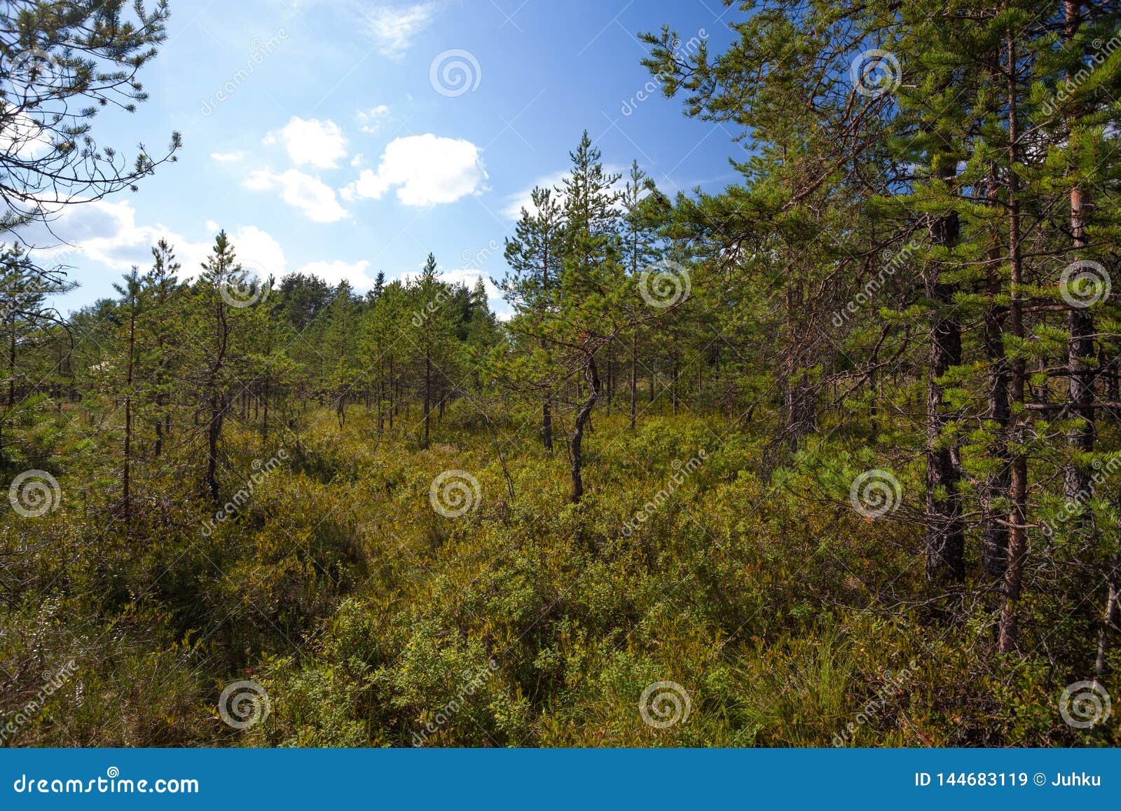 Small pine trees in marsh stock image. Image of season - 144683119