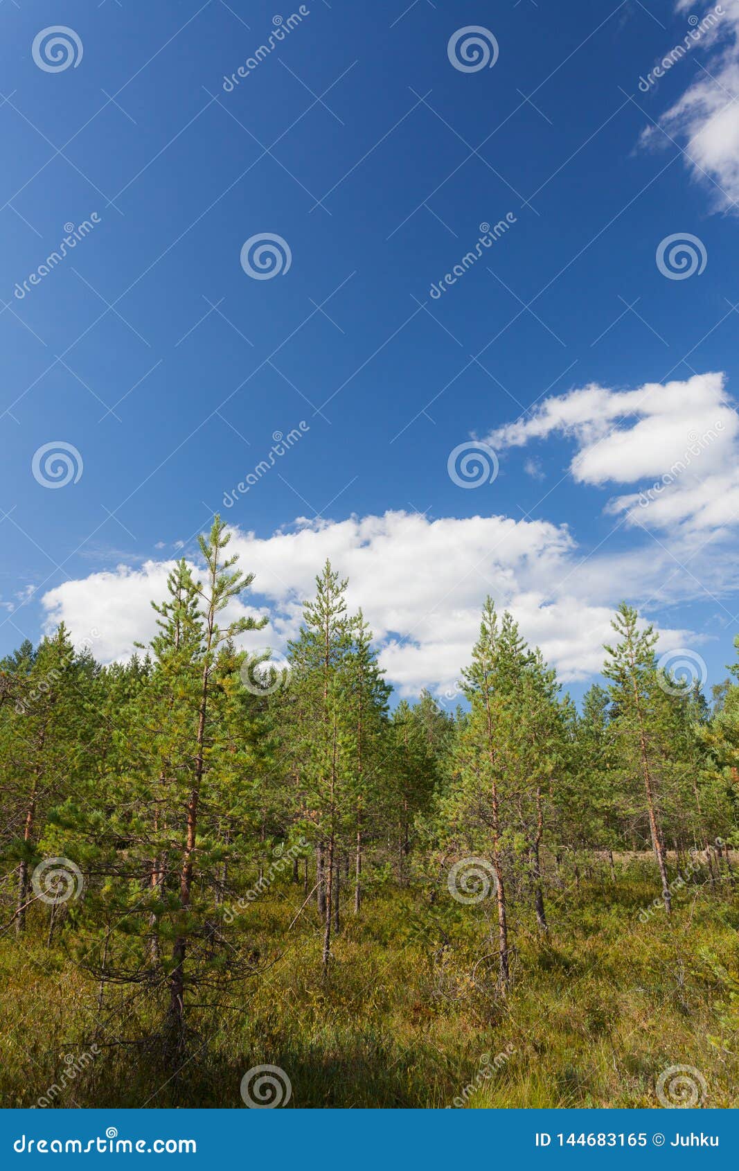 Small pine trees in marsh stock image. Image of serene - 144683165