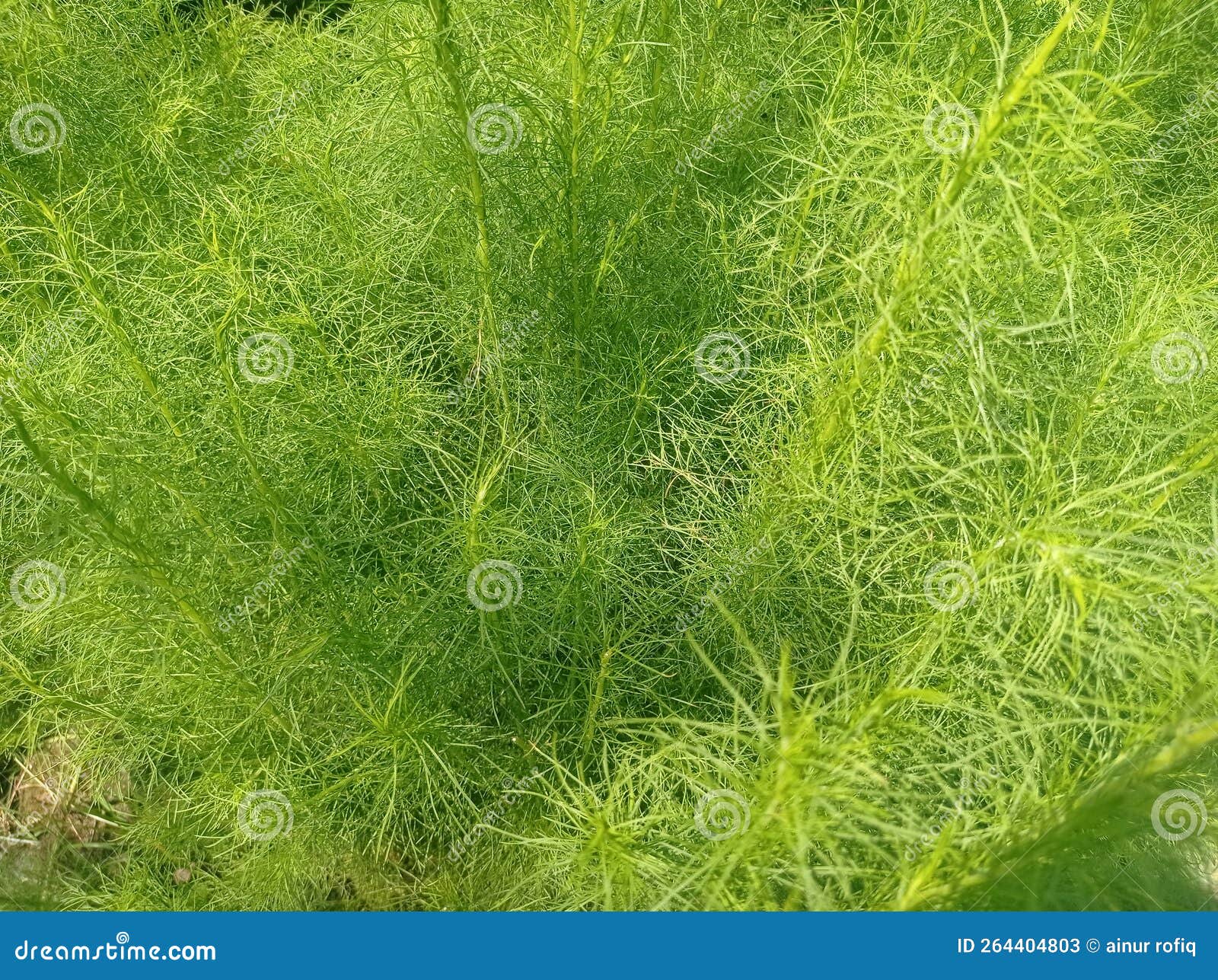 Small Pine Trees Seen from Above Stock Image - Image of green, produce ...