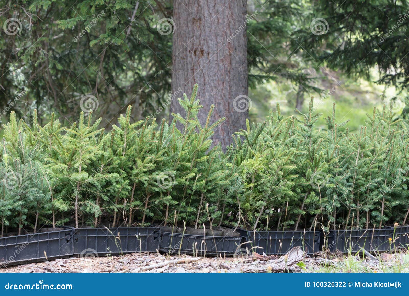 Small Pine Trees Waiting To Be Planted in a Forest Stock Photo - Image ...
