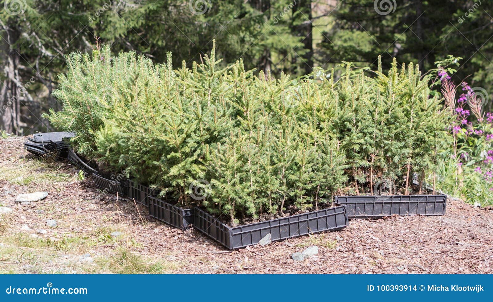 Small Pine Trees Waiting To Be Planted in a Forest Stock Photo - Image ...