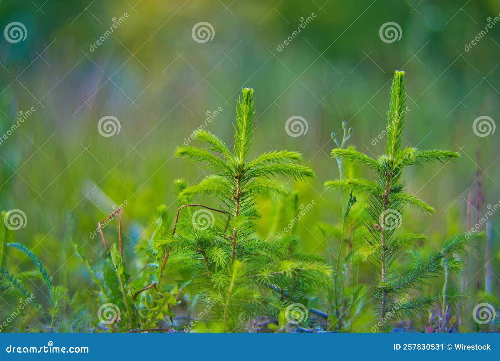 Small Pine Trees on the Way To the Thuringian Forest. Stock Image ...