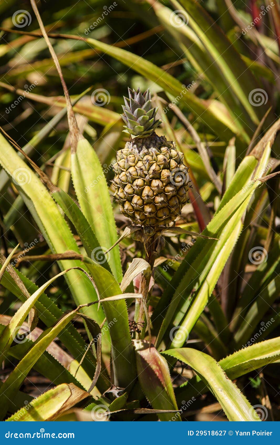 Small pineapple stock image. Image of outdoors, leaves - 29518627