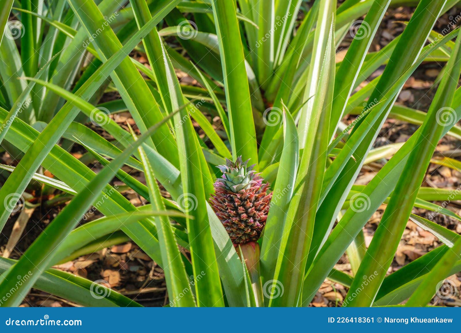 Small Pineapple Varieties Planted As Ornamental Plants. Royalty-Free ...