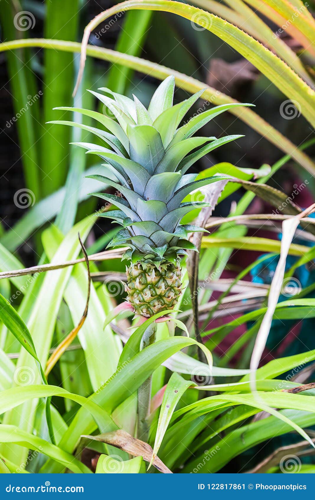 Small pineapple in garden stock image. Image of little - 122817861