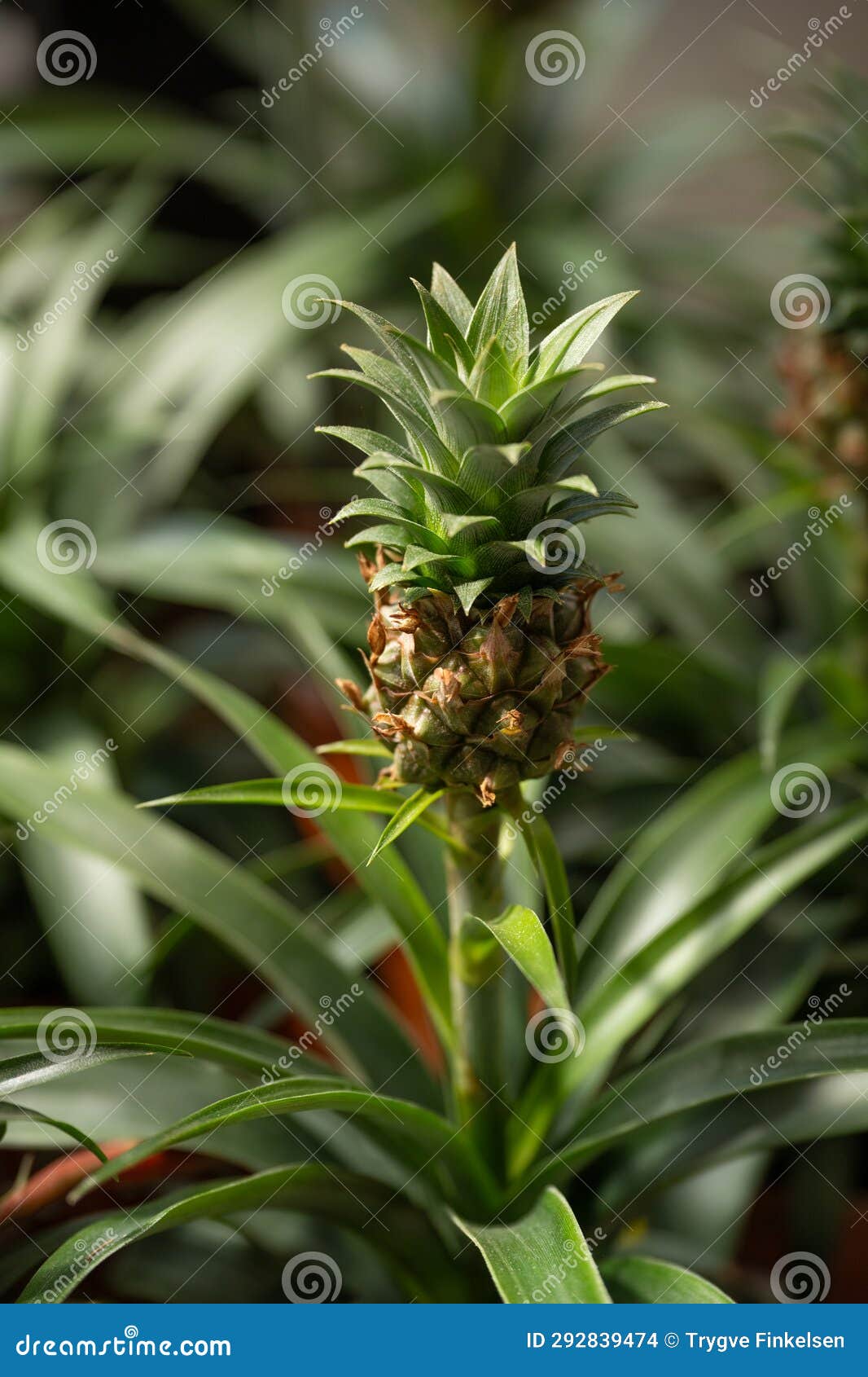 Small Pineapple Growing on a Plant.. Stock Photo - Image of summer ...