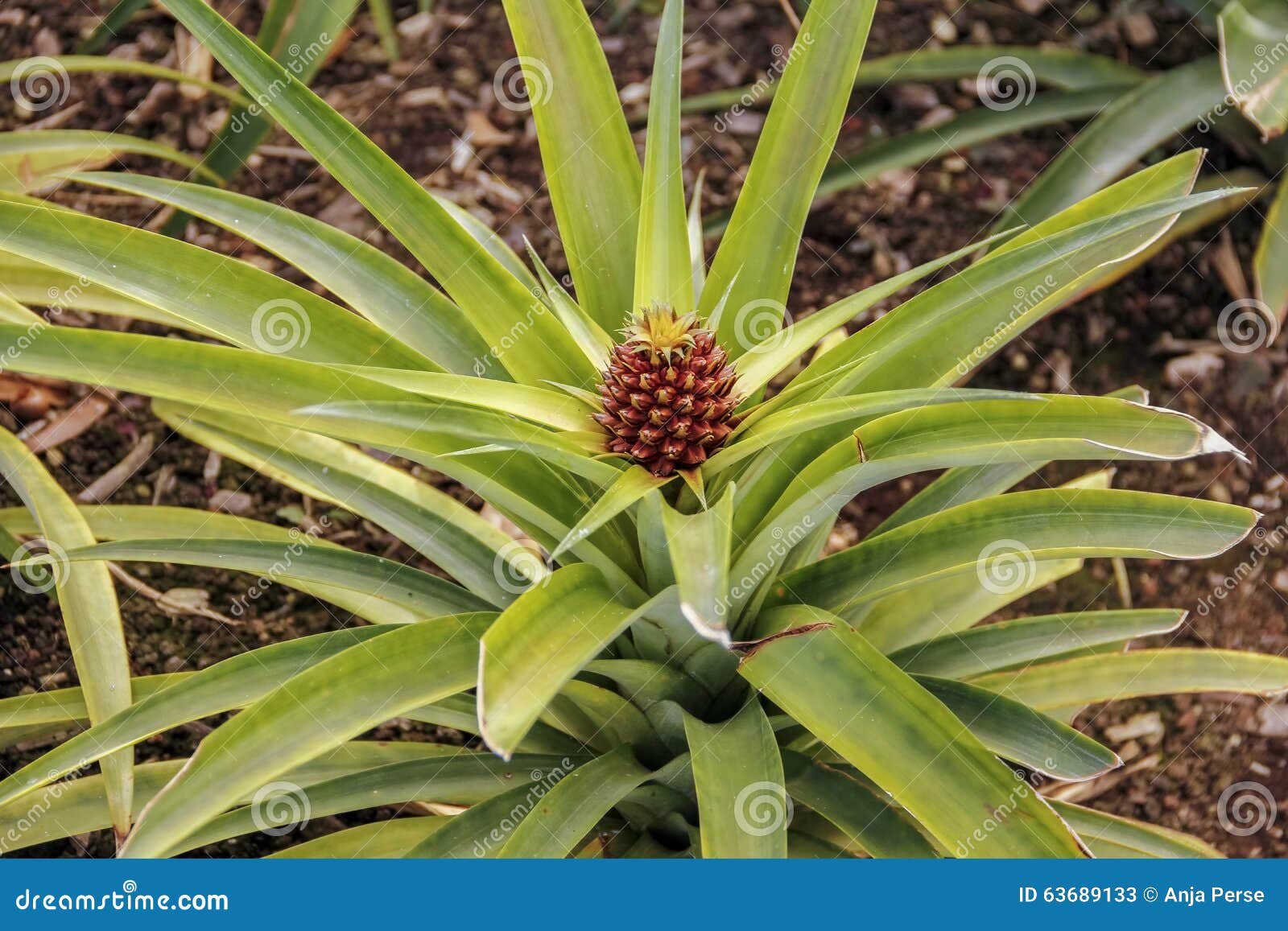 Small Pineapple growing stock image. Image of farm, plant - 63689133
