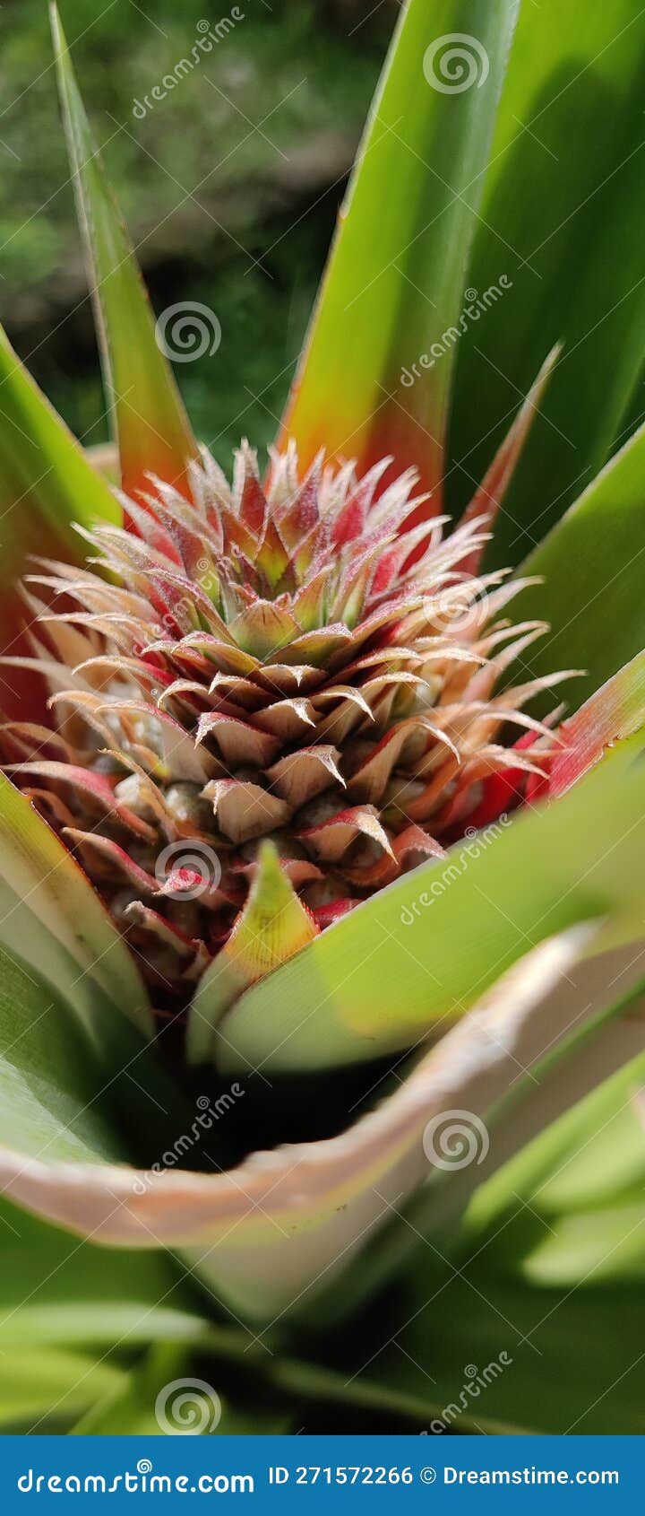 Small Pineapple in the House Stock Photo - Image of yellow, produce ...