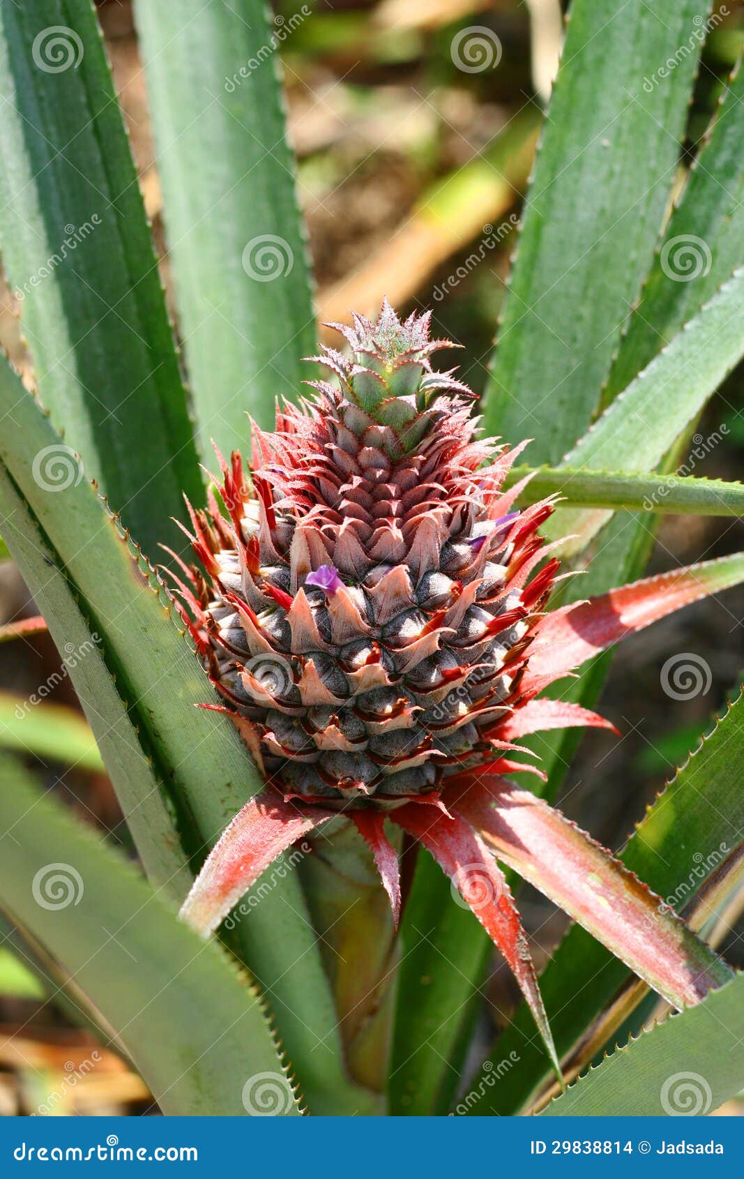 Small Pineapple stock photo. Image of pineapple, outdoor - 29838814