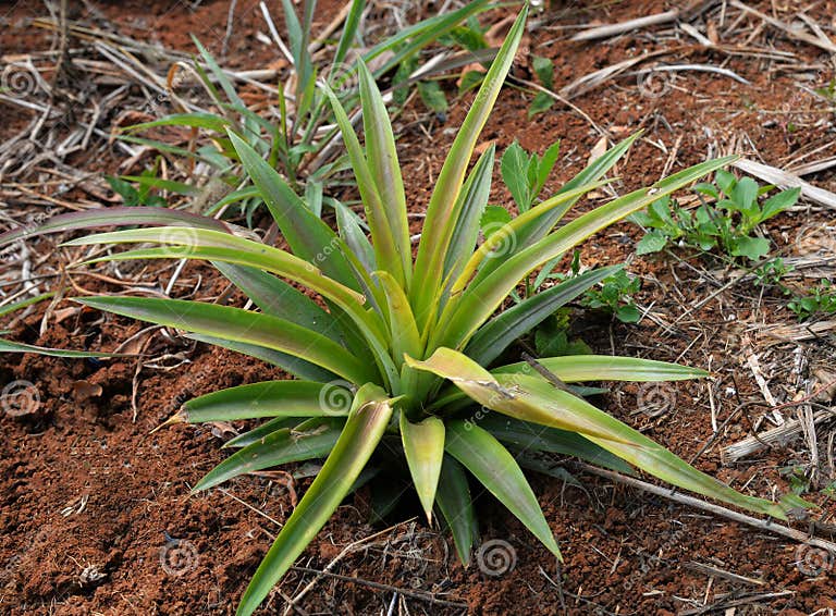 Small pineapple tree stock image. Image of ananas, juice - 67407833