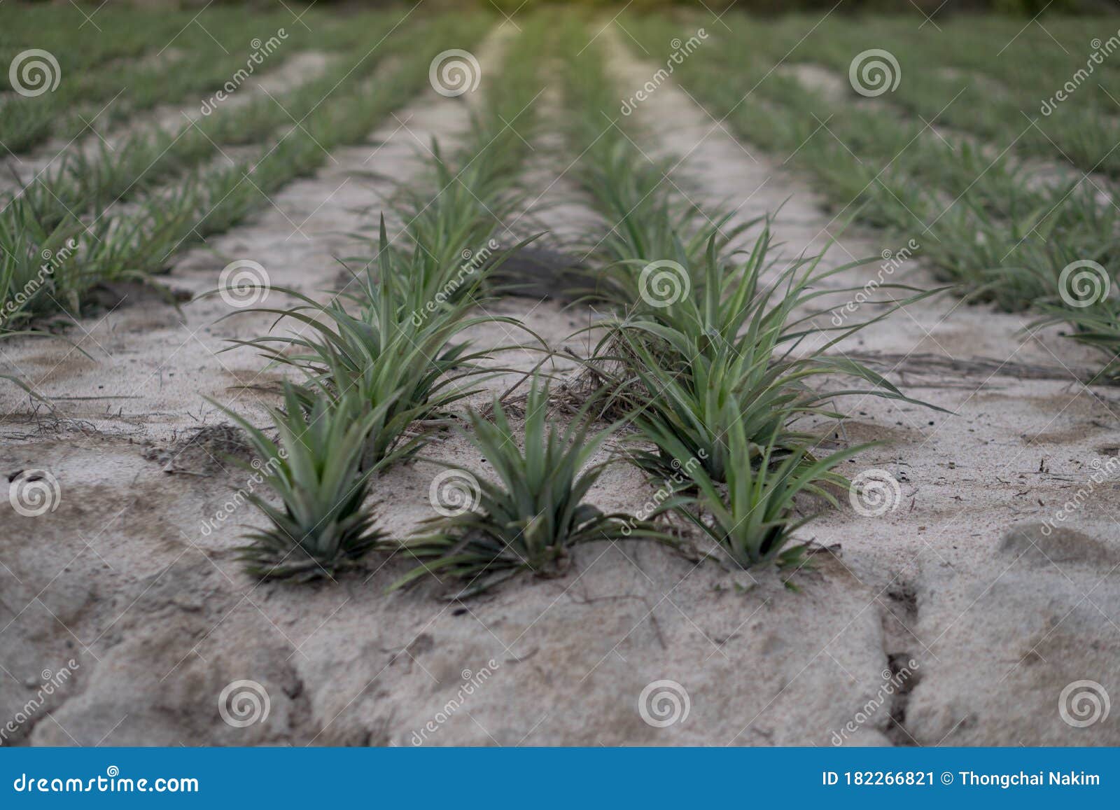 A Small Pineapple Tree Planted in Rows. Stock Image - Image of fresh ...