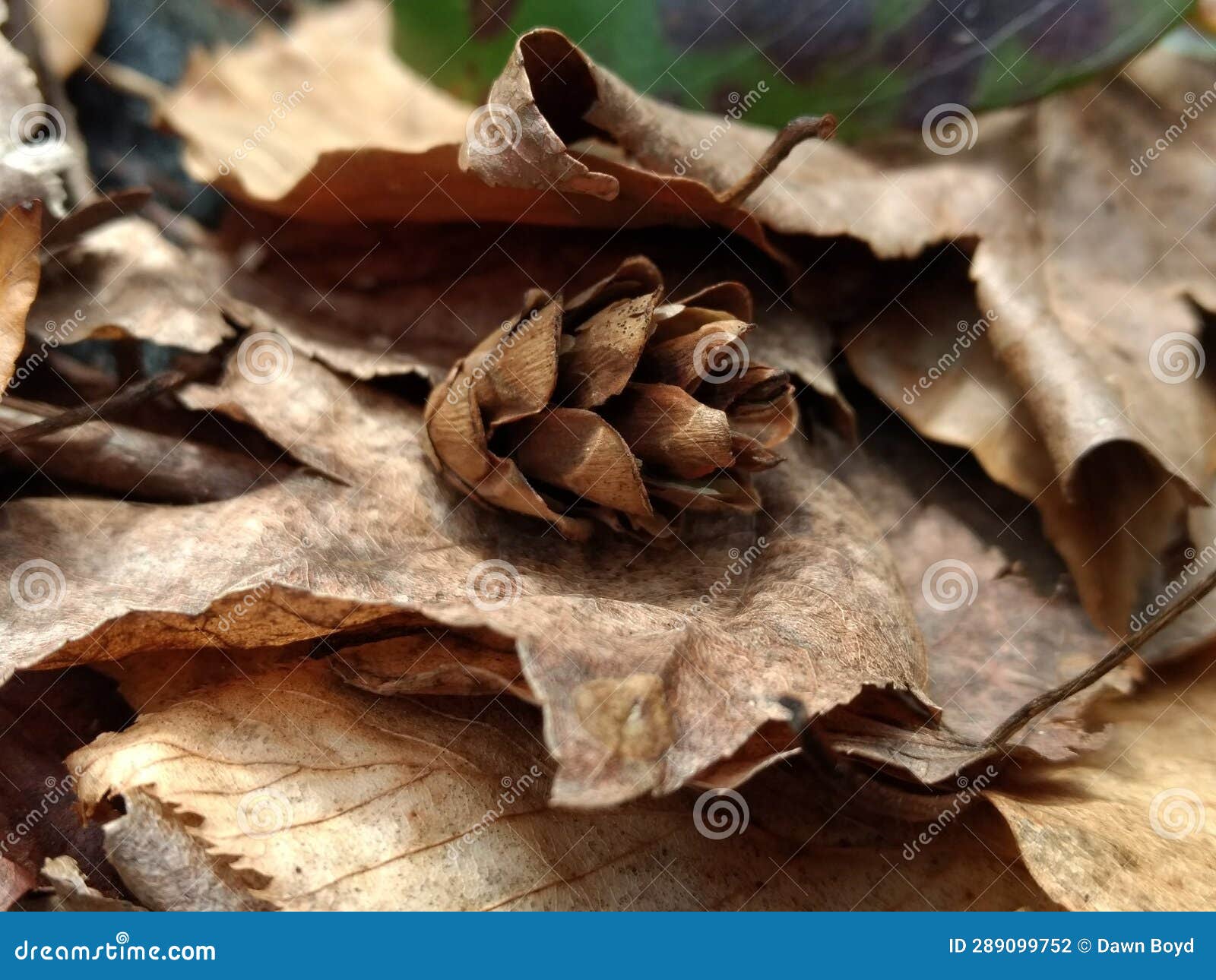 Small Pinecone on Fall Leaves Stock Photo - Image of nature, wood ...