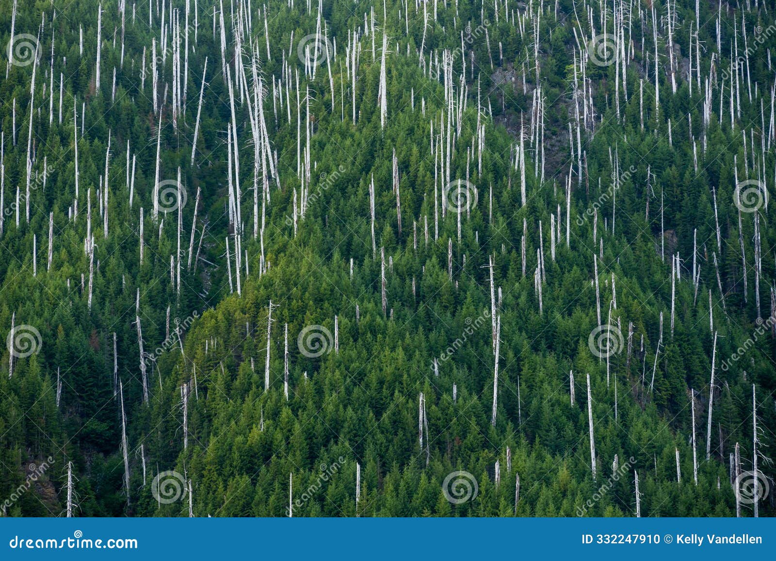 Small Pines And Benches In Koishikawa Korakuen Gardens Stock Photo ...