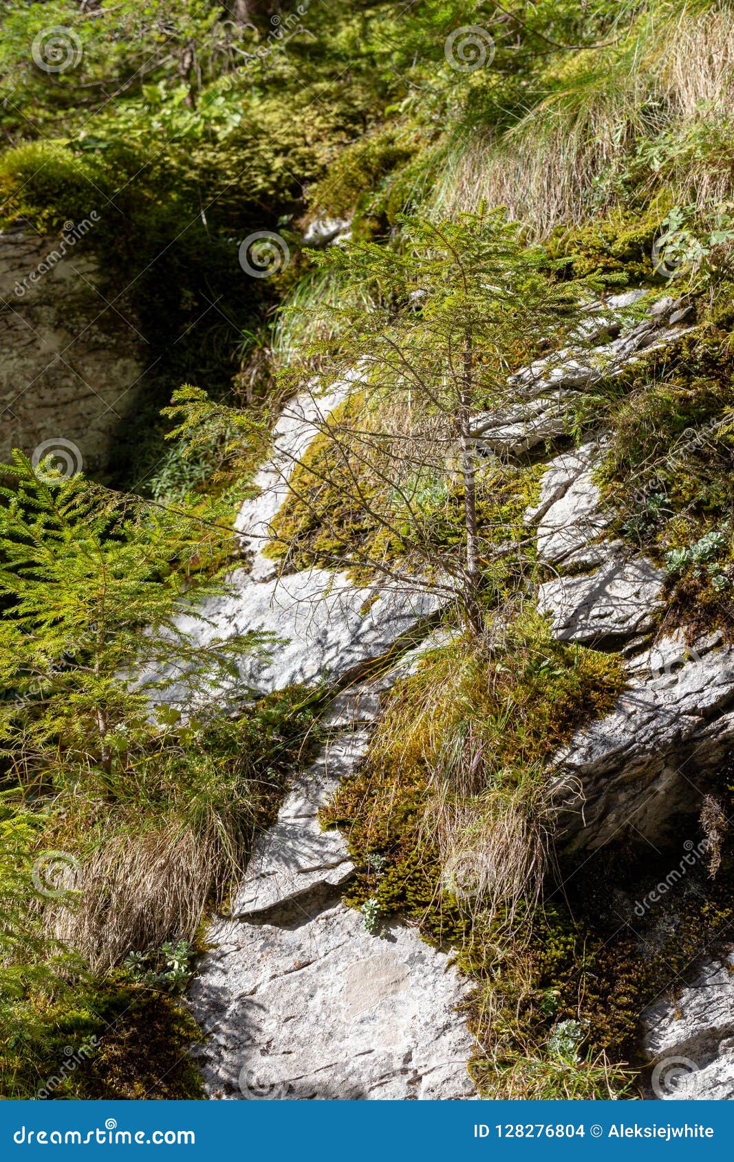 Small Pines on Rocks in Mountains in Autumn. Stock Photo - Image of ...
