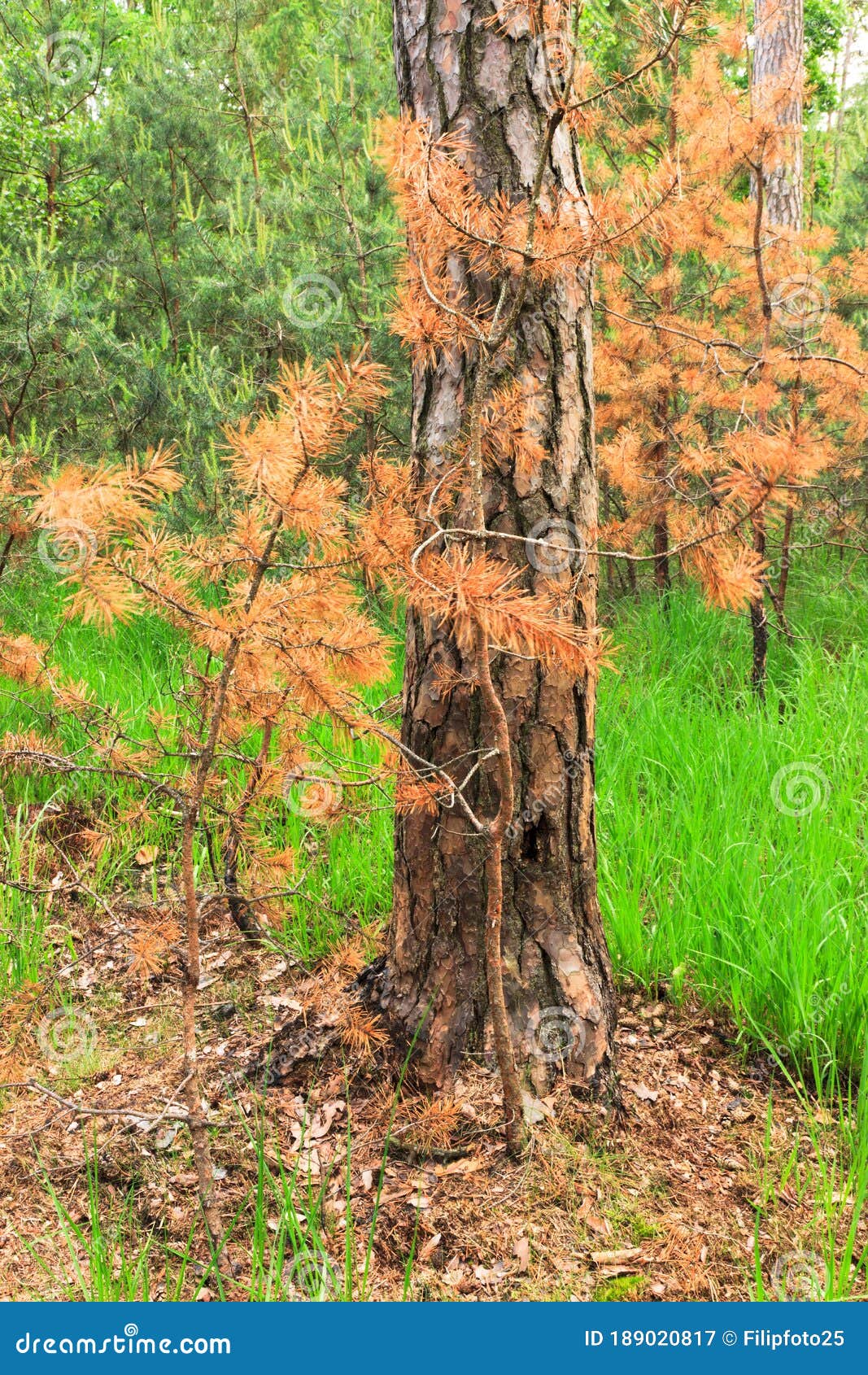Small pines are withered stock image. Image of branch - 189020817