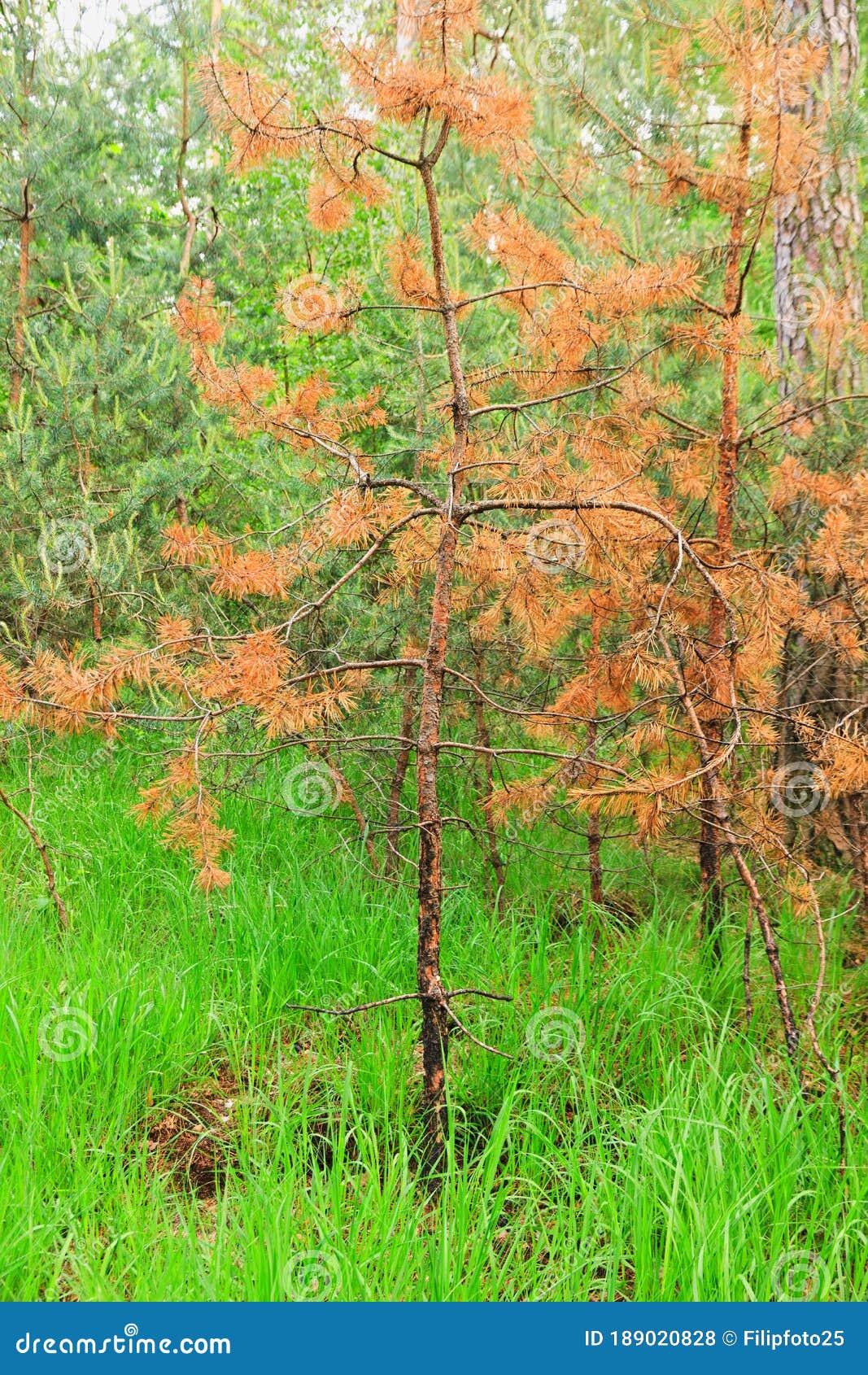 Small pines are withered stock photo. Image of trees - 189020828