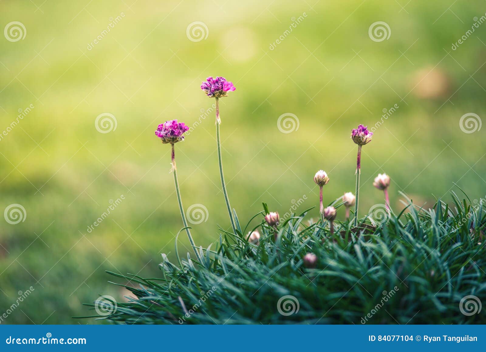 Small pink blossoms. stock photo. Image of foliage, spring - 84077104