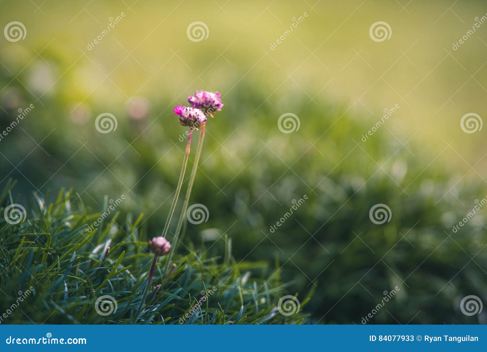 Small pink blossoms. stock image. Image of colorful, nature - 84077933