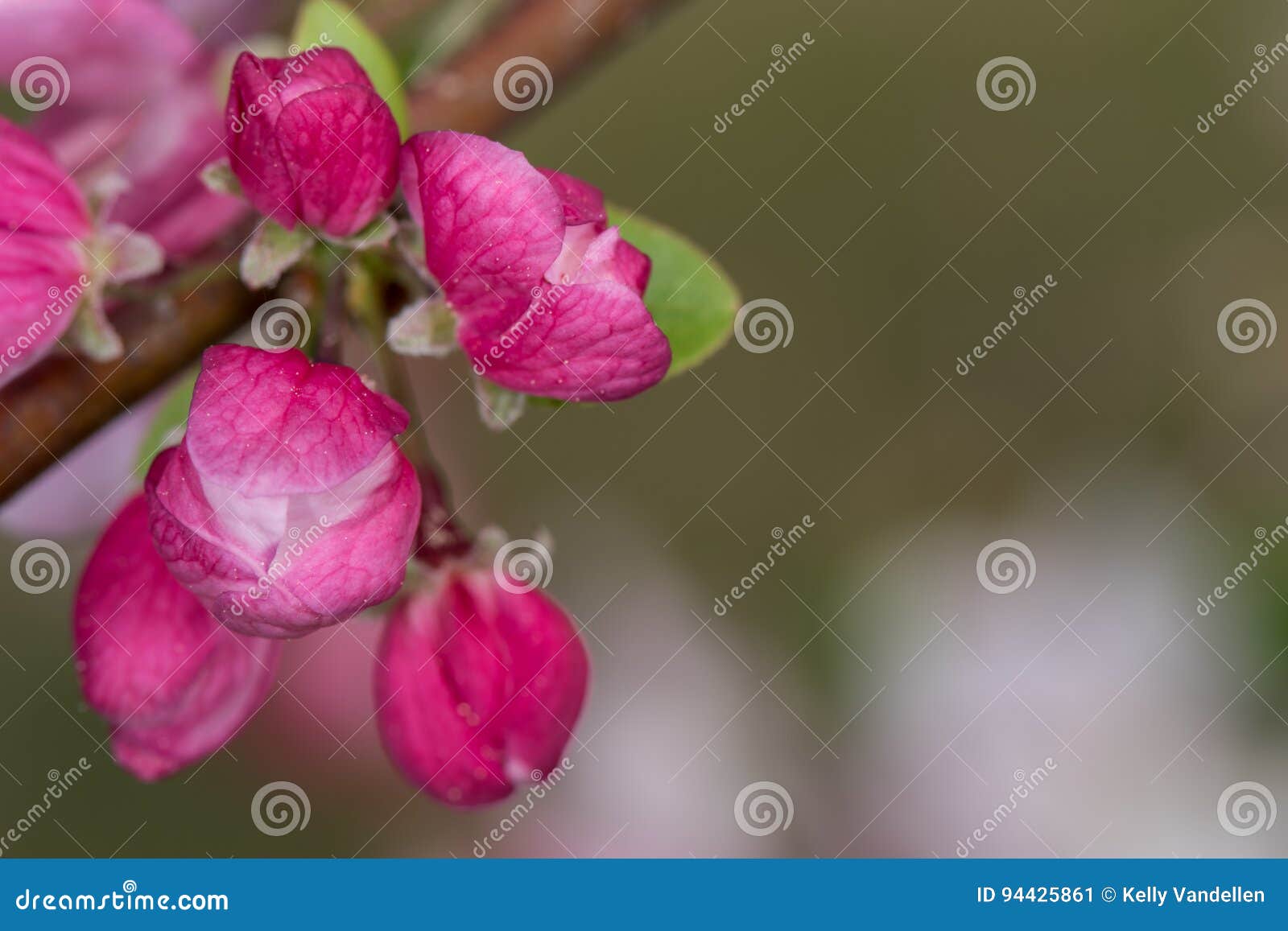 Small Pink Buds of Crabapple Tree Stock Image - Image of outdoor ...
