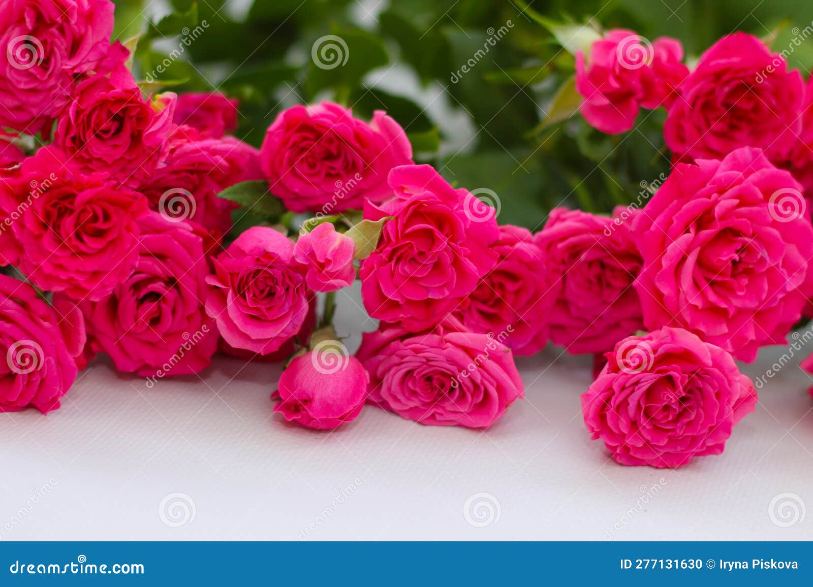 Small Pink Bush Roses on a White Background with a Place for Text ...
