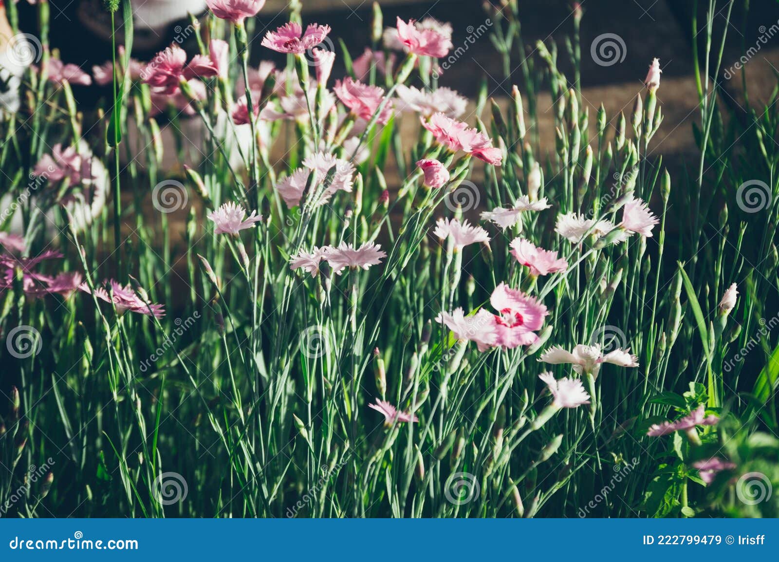 Small Pink Carnations Flowers Background, Pink-green Texture Stock ...