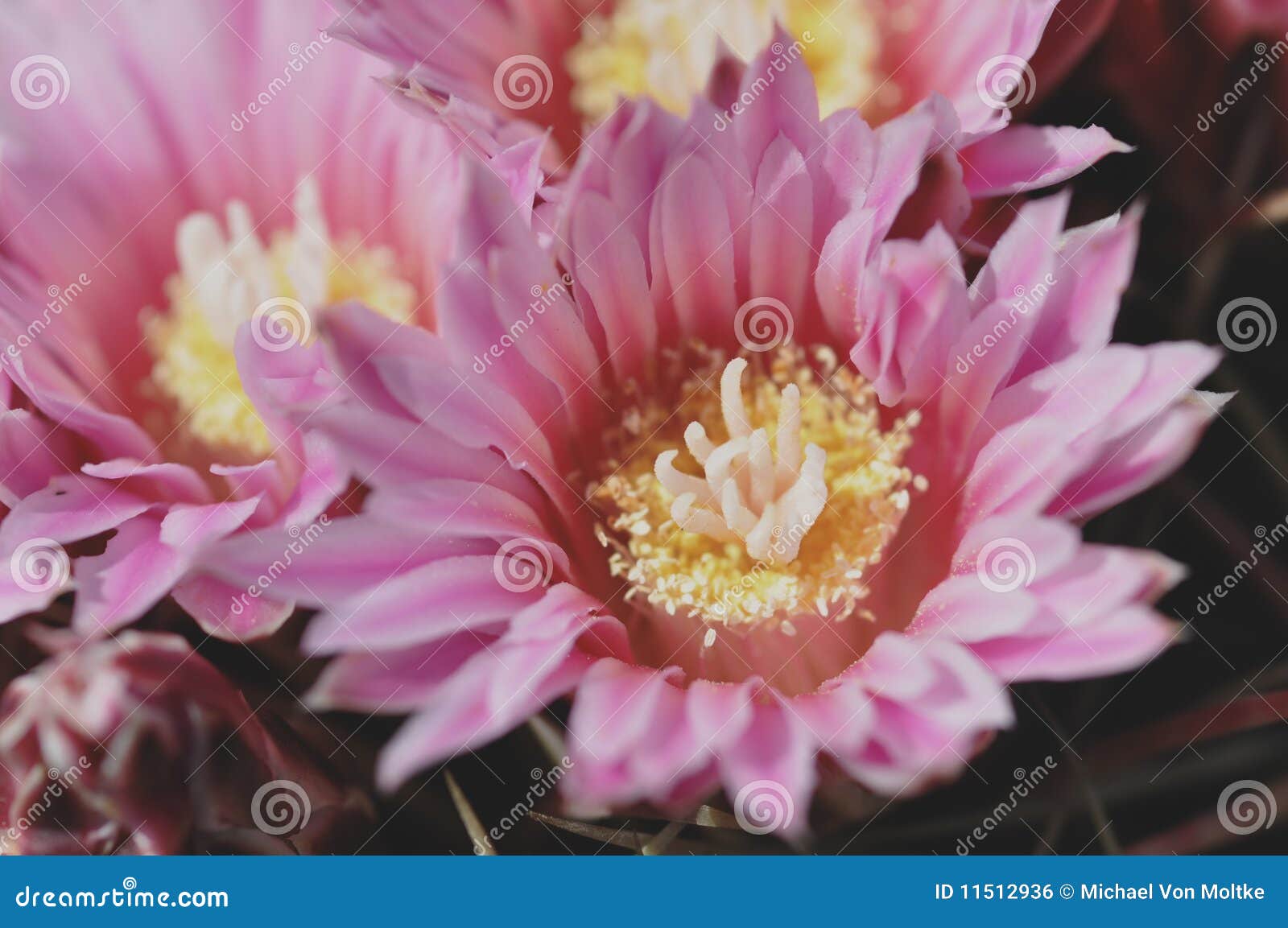 Small pink flower stock photo. Image of pink, multiple - 11512936