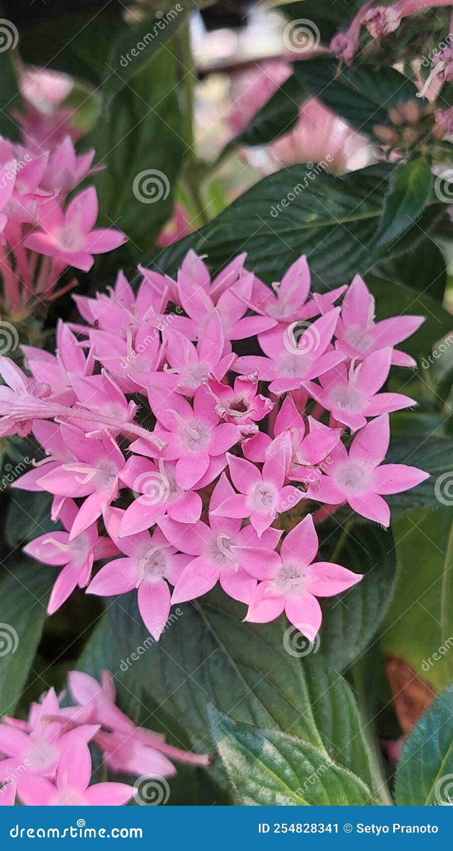 A Small Pink Flower that Blooms in the Yard Stock Image - Image of ...