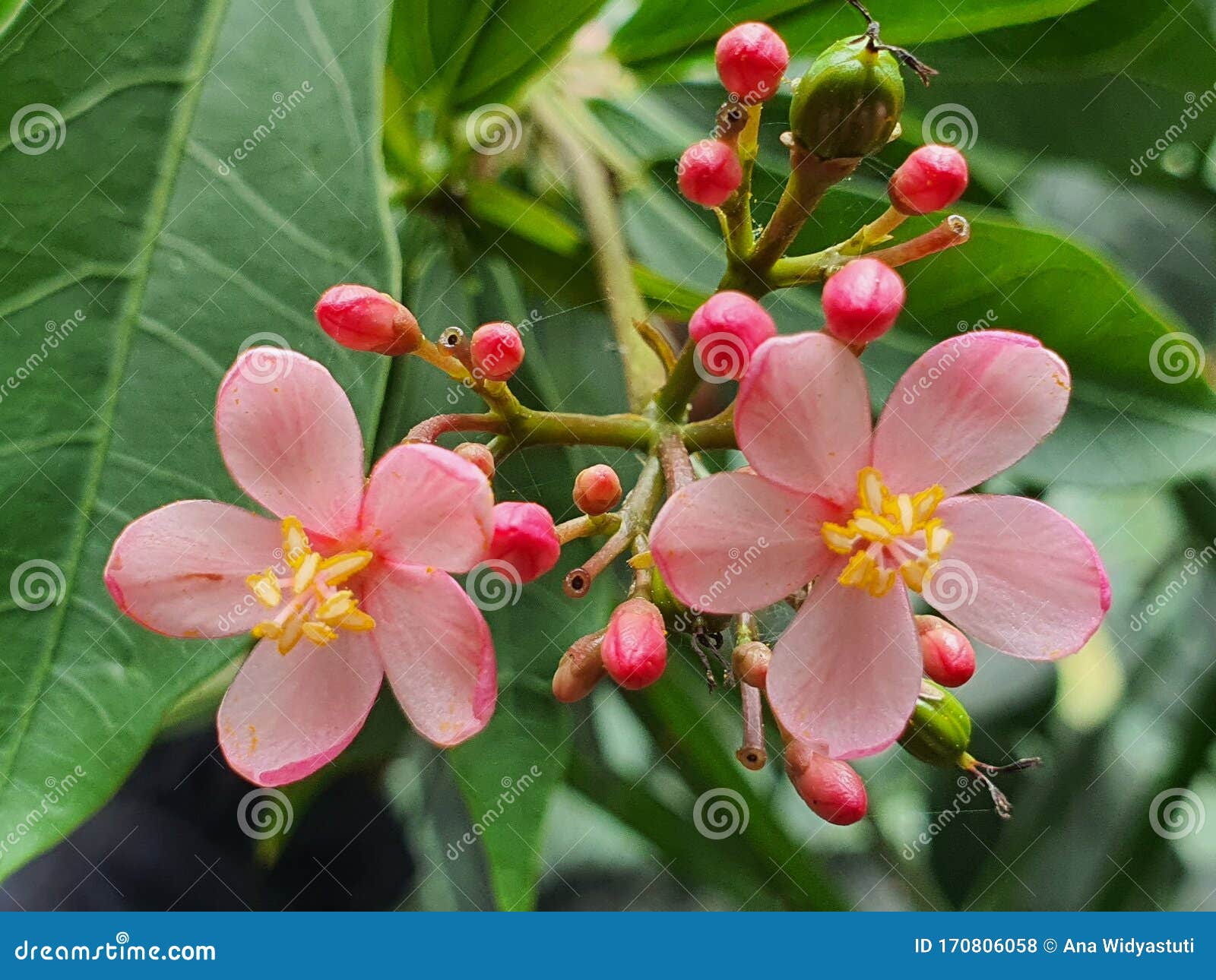 Small Pink Flower and Bud Flowers Stock Photo - Image of small, pink ...