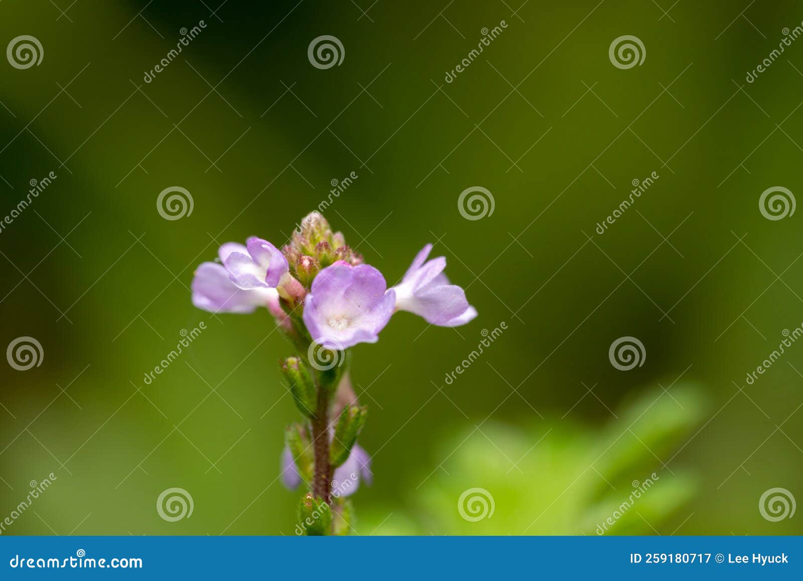 Close-up of Small Pink Flower in the Wild Grass Stock Image - Image of ...
