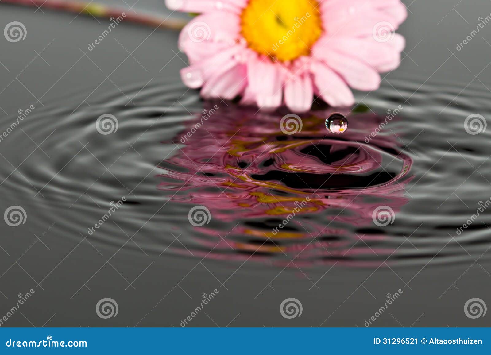 Small Pink Flower Lay in Water Stock Image - Image of small, reflective ...
