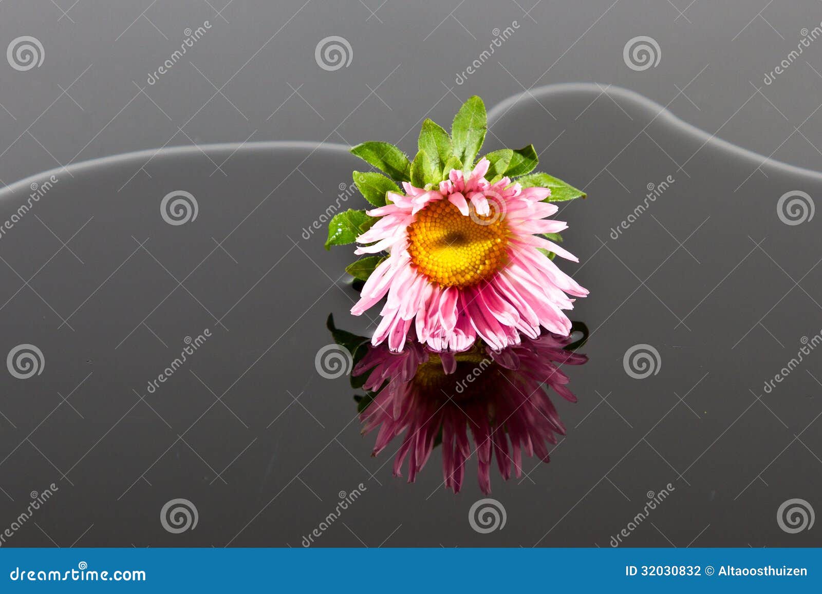 Small Pink Flower Lay in Water Stock Photo - Image of early, freshness ...