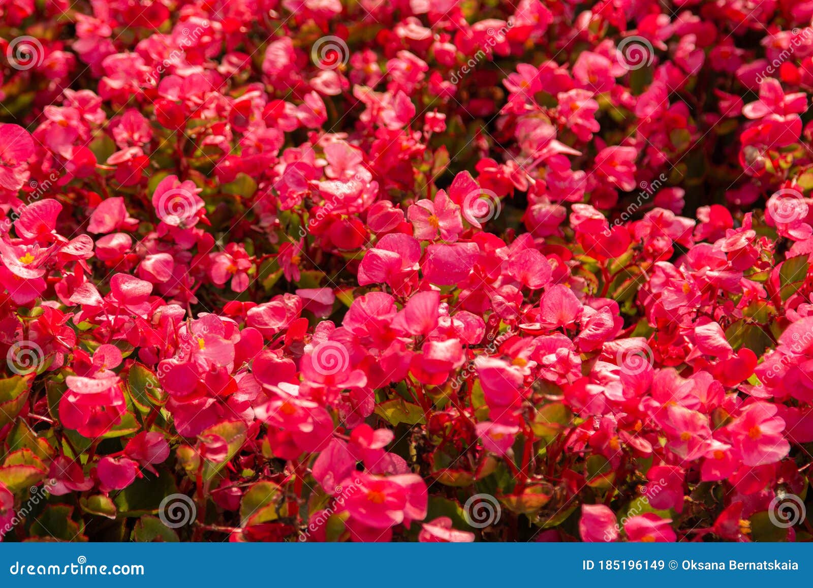 Small Pink Flowers As a Background Stock Image - Image of nature ...