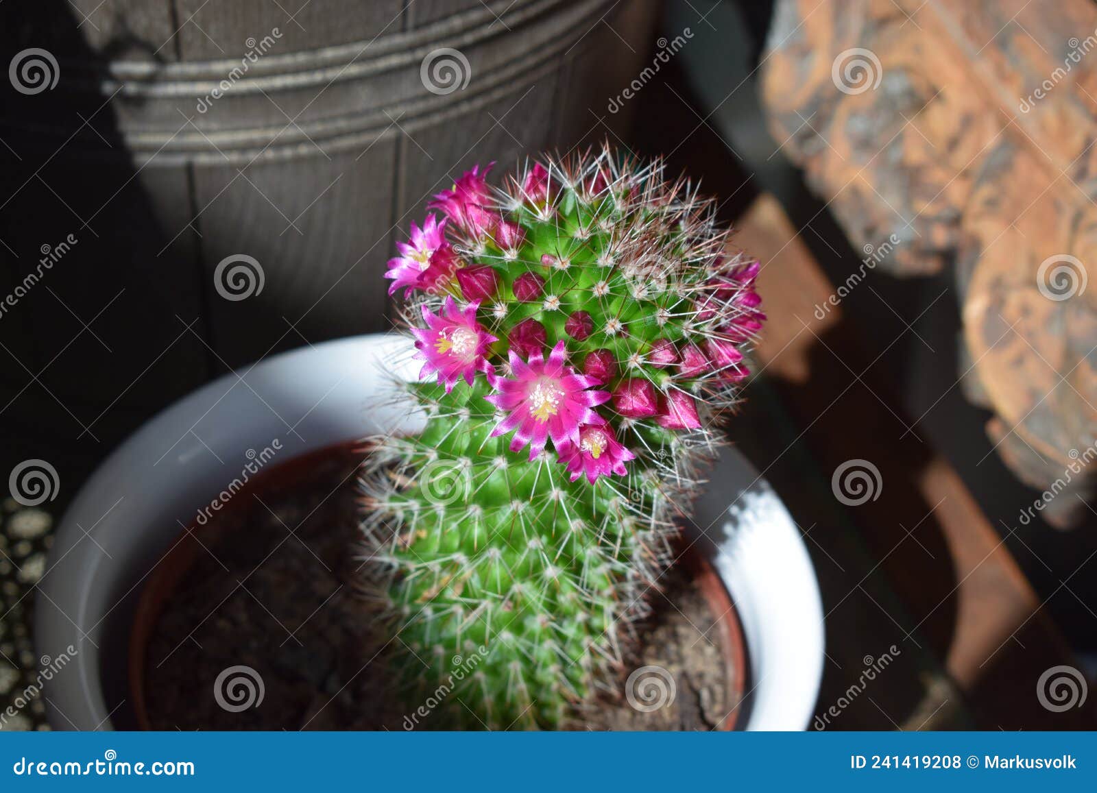 Small Pink Flowers and Blossoms on a Tiny Barrel Cactus Stock Photo ...