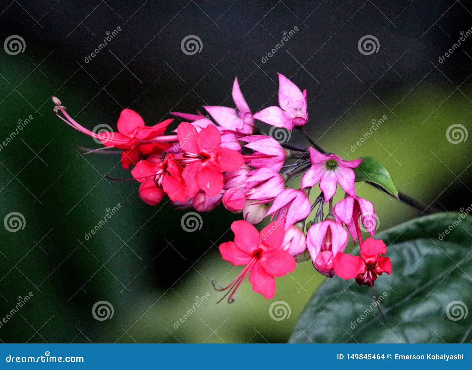 Small Pink Flowers in the Garden Stock Photo - Image of outdoors, pink ...